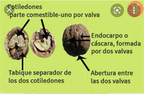 Cuales Son Las Partes De Una Nuez Brainly Lat