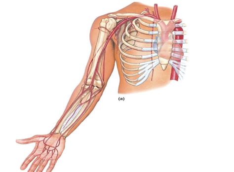 Arteries Of The Arms Diagram Quizlet