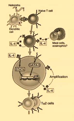L Effector Mechanisms In Cell Mediated T Cell Responses