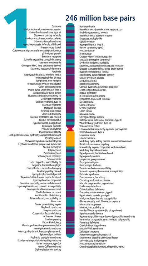 Regions of Chromosome 1 Cromosomas Sinapsis química Biología celular