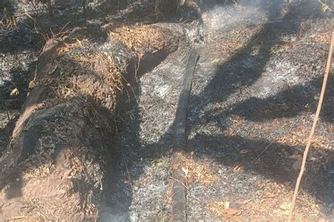 Kebakaran Hutan Lindung Egon Ilinmedo Sikka Sebabkan Warga 2 Desa
