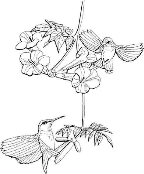 85 Desenhos De Beija Flor Para Imprimir E Colorir