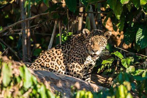 30 animales del Amazonas muy exóticos Viajero Casual