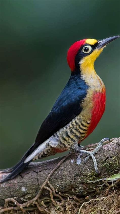 Pin by isimsizolanbiri on Kuşlar Birds Vögel Uccelli Beautiful birds