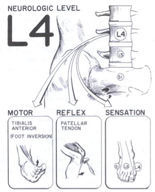 Lower Extremity Dermatomes And Myotomes Flashcards Quizlet