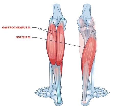 Best Bodyweight Exercises For Calves With Pictures Inspire Us