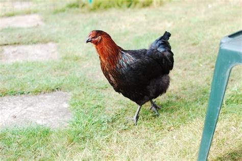 Mystic Marans Chicken Complete Breed Guide Eco Peanut