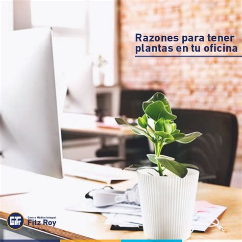 Razones Para Tener Plantas En Tu Oficina Salud Laboral