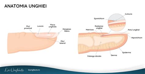 La Unghiute Anatomia Si Structura Unghiei