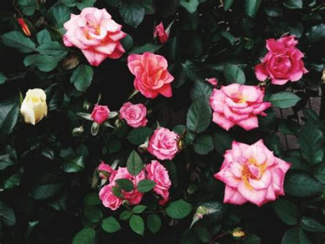 Gu A Completa C Mo Plantar Correctamente Semillas De Rosal Para Un
