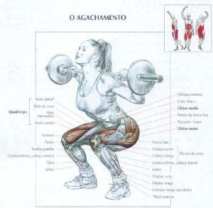 Anatomia do quadríceps TOP 10 Exercícios básicos para o treino de perna