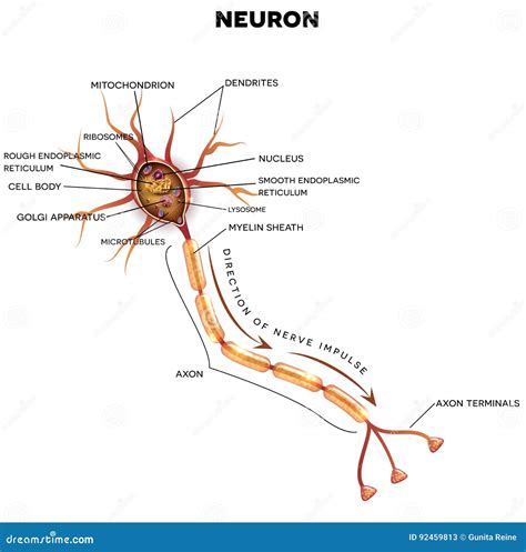 Neurona Anatomía De La Célula Nerviosa Ilustración del Vector