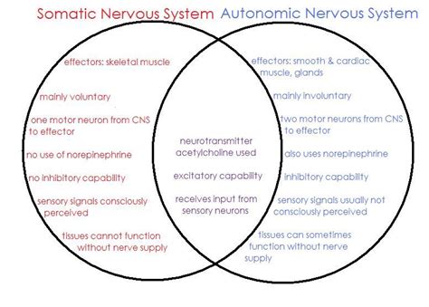 Concept Map Comparison Of Somatic And Autonomic Nervous Systems