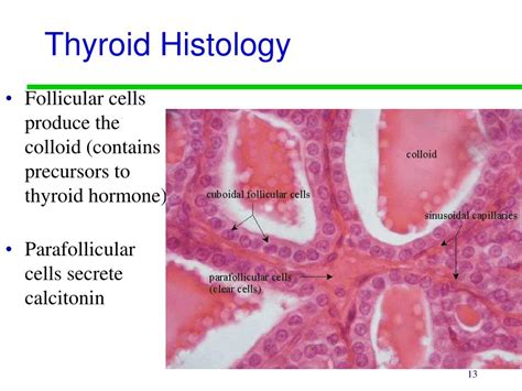 Normal Thyroid Histology