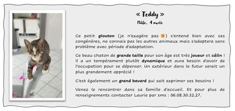 Teddy La Maison Des Chats Oise