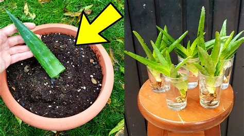 Reproduce Aloe Vera Por Hojas O Hijuelos En Agua M Todos Esquejar