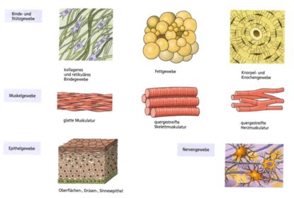 Gewebe Flashcards