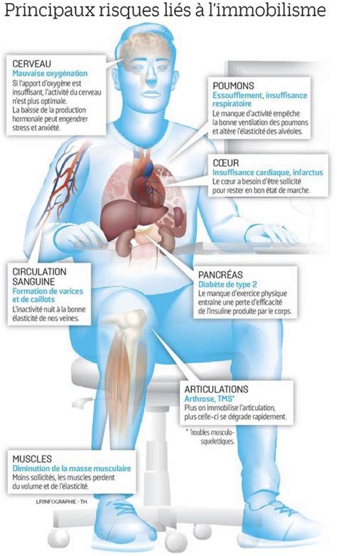 Anatomie musculaire humaine et systèmes du corps