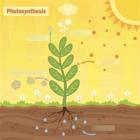 Photosynthesis Diagram Quizlet