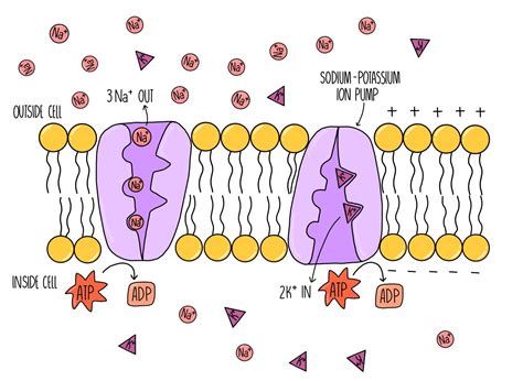 Action Potential Diagram With Sodium Potassium Pump Lecture