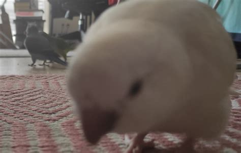 Birb With Background Birbs Blank Template Imgflip
