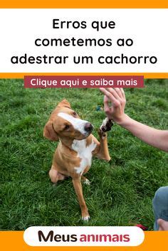 850 melhor ideia de Adestramento adestramento de cães animal de