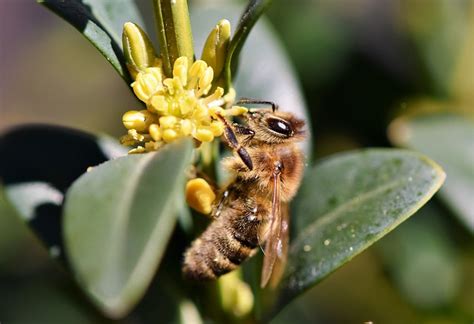 Comment les abeilles fabriquent elles un rayon à miel Fiche