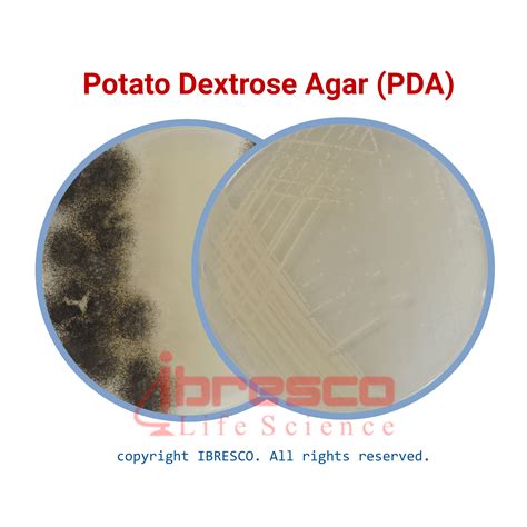 Potato Dextrose Agar PDA پوتیتو دکستروز آگار ایبرسکو