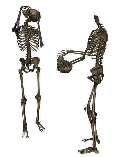 Skeleton PNG Skeleton Transparent Background FreeIconsPNG