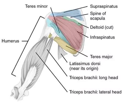 8 Muscles Of The Shoulder SimpleMed Learning Medicine Simplified