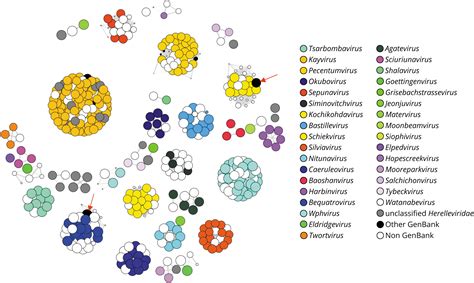 from trees to clouds phageclouds for fast comparison of ∼640 000 phage genomic sequences and