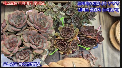 24 9 6 르느와르 다육이들 너무 이뽀요 하엽정리해요 YouTube