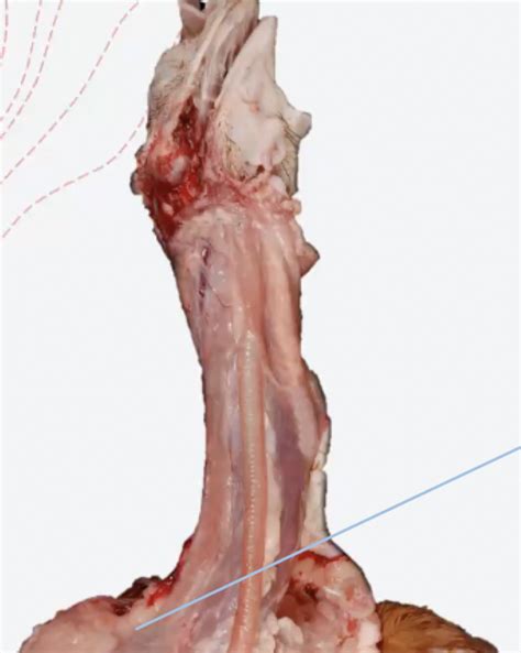 Oesophagus Diagram Quizlet