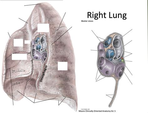 Right Lung Hilum Diagram Quizlet