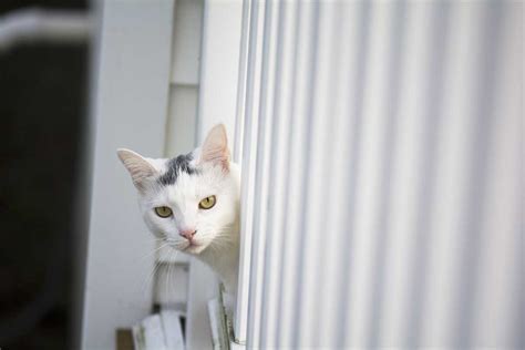 Catio Life Fear Free Happy Homes