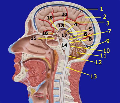 L Head Midsagittal Diagram Quizlet