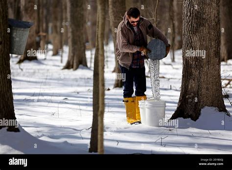 Jacob Walker Collects Maple Sap For This Year S Crop Of Sirup For Funks