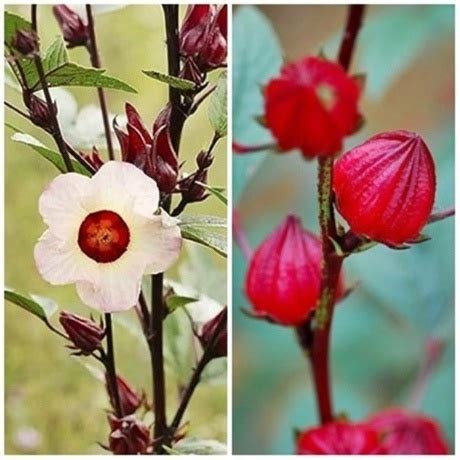 위메프플러스 꽃차 sabdariffa 아로마 허브씨앗 Roselle 재료 200립 히비스커스 열매 고급 Hcus 로젤 약용