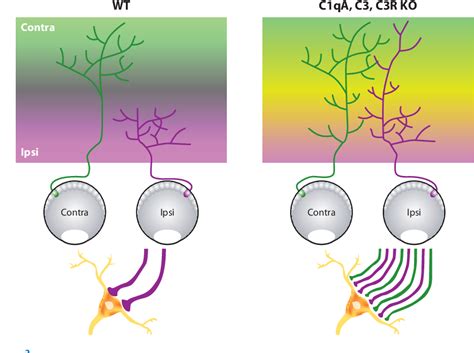 PDF The Complement System An Unexpected Role In Synaptic Pruning