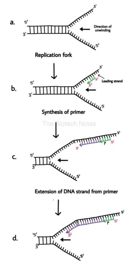 Dna Replication In Eukaryotes