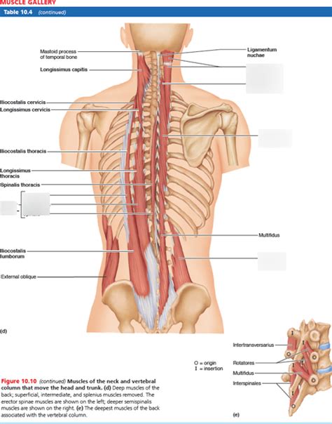 The Muscular System Diagrams Neck And Vertebral Column Diagram Quizlet