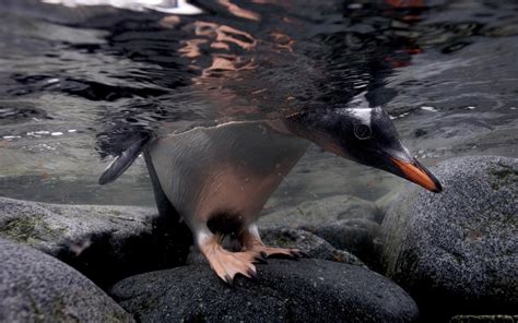 Fond d écran des oiseaux Les pingouins animaux eau la nature