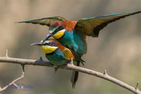 How Do Birds Mate A Comprehensive Guide To Bird Reproduction Updated September 2024