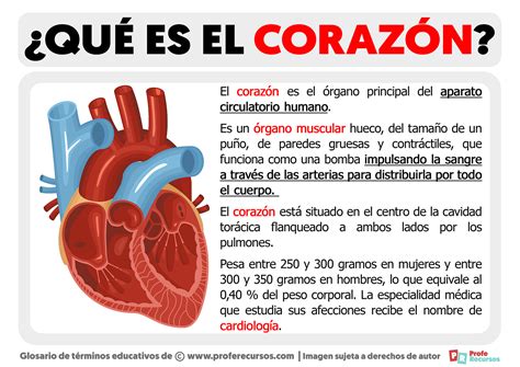 Qué es el Corazón Definición de Corazón