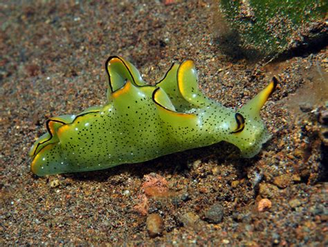 Babosas Lechuga De Mar Elysia