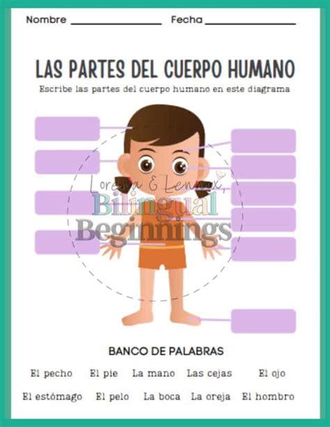 Body Parts In Spanish A Comprehensive Guide Learning Materials
