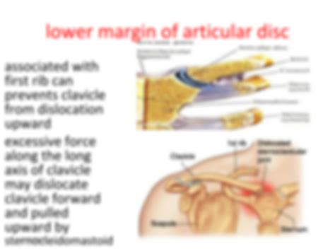 SOLUTION Joints Of The Upper Limb Upper Arm Studypool