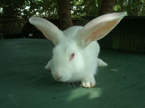 Flemish Giants For Sale In Tallahassee Florida Usa Rabbit Breeders