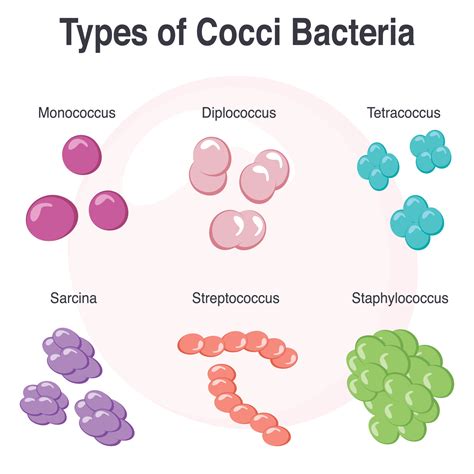 Different Types Of Cocci Bacteria Vector Illustration Graphic 8131493
