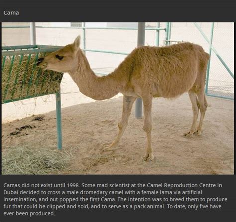 Sorprendentes animales híbridos TaChido mx Desmadre morras y